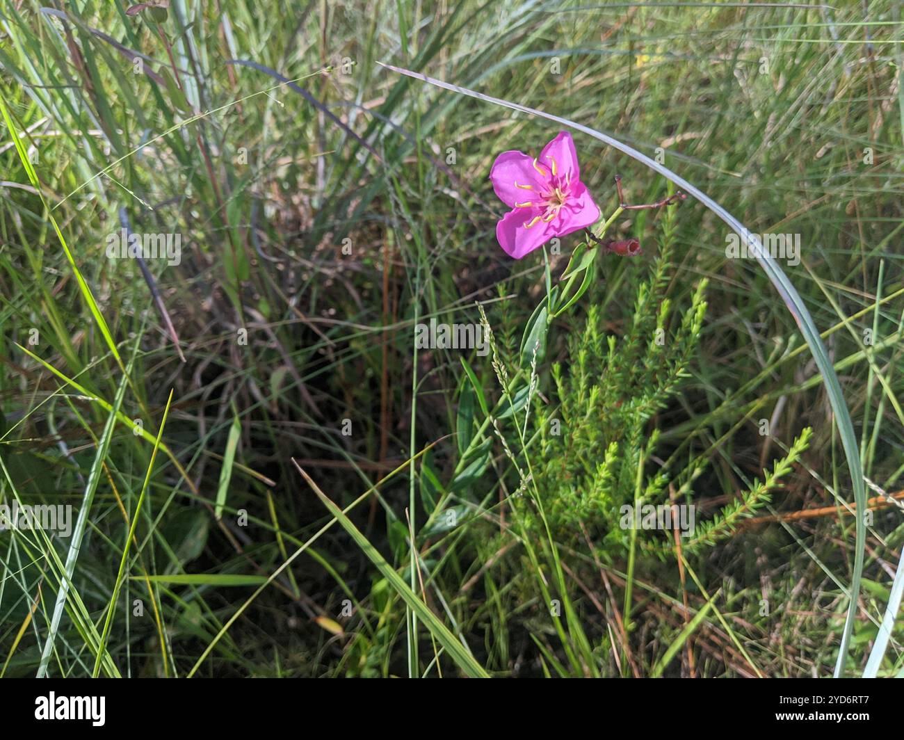 Savannah meadowbeauty (Rhexia alifanus Stock Photo - Alamy