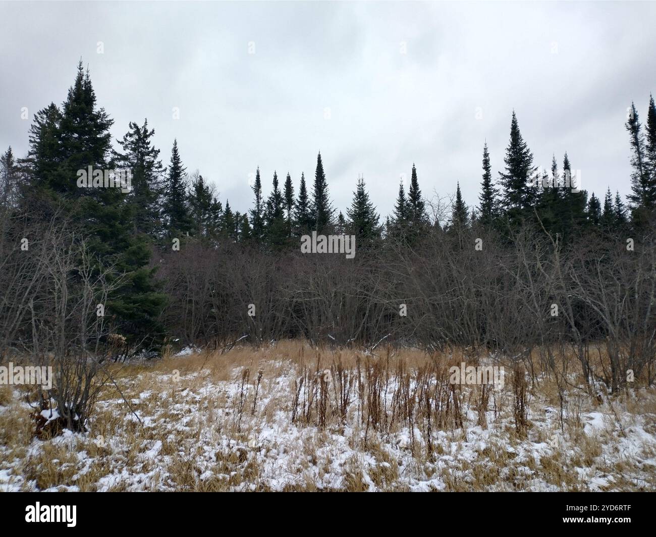 black spruce (Picea mariana Stock Photo - Alamy
