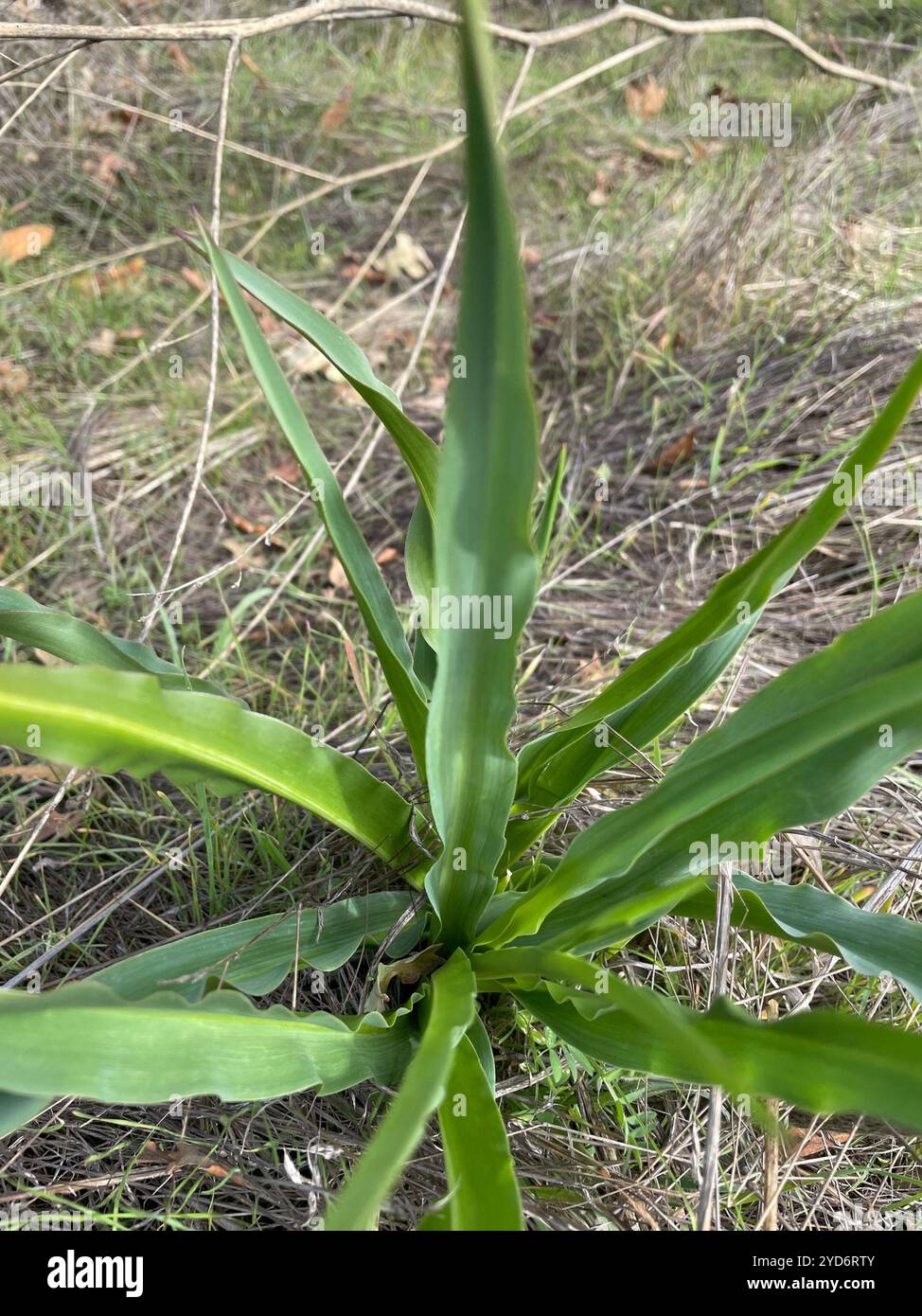 wavy-leafed soap plant (Chlorogalum pomeridianum Stock Photo - Alamy