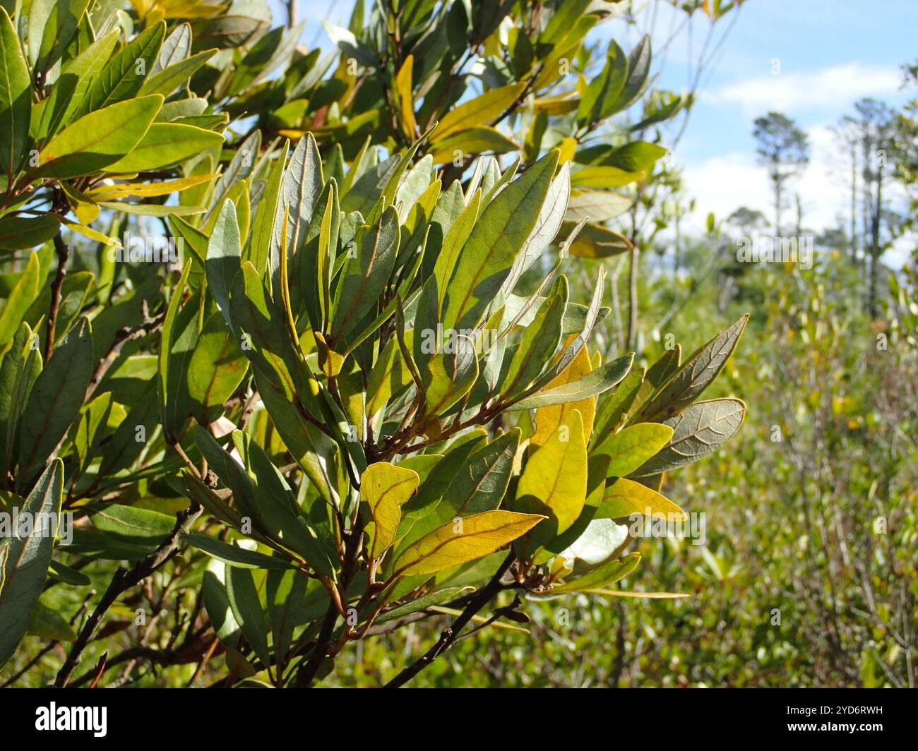 Swamp Bay (Persea palustris Stock Photo - Alamy