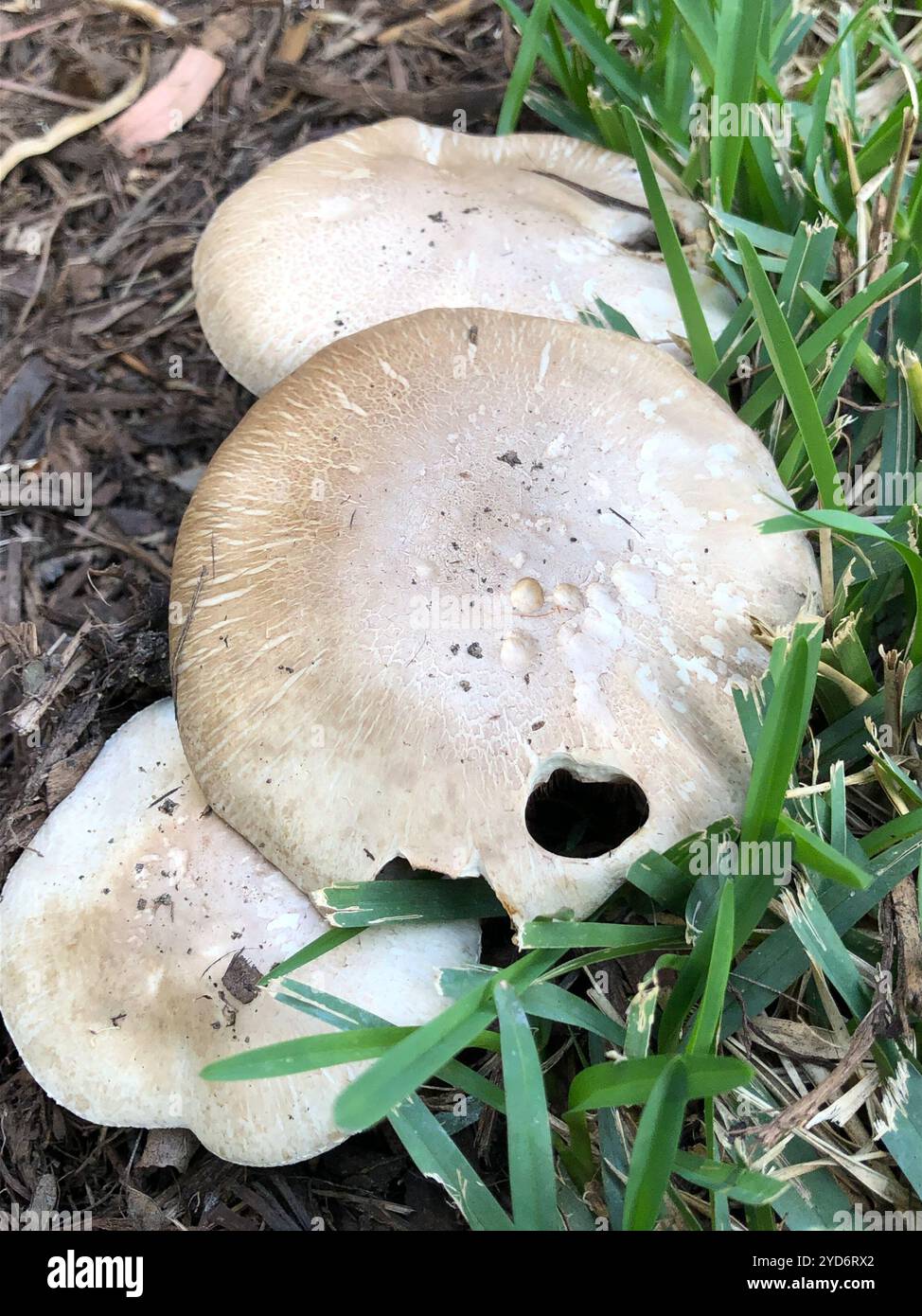 Yellow Stainer (Agaricus xanthodermus Stock Photo - Alamy