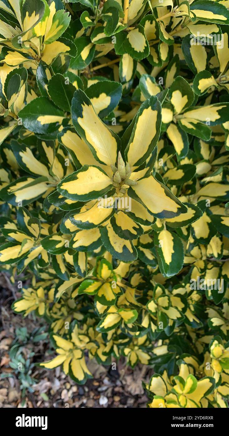Japanese spindle tree (Euonymus japonicus Stock Photo - Alamy