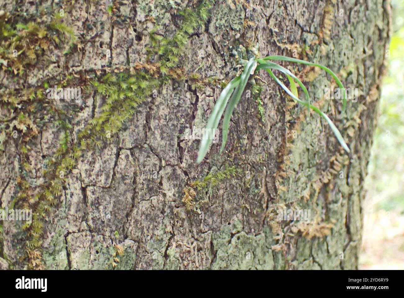 White Dwarf Shell Orchid (Angraecum pusillum Stock Photo - Alamy