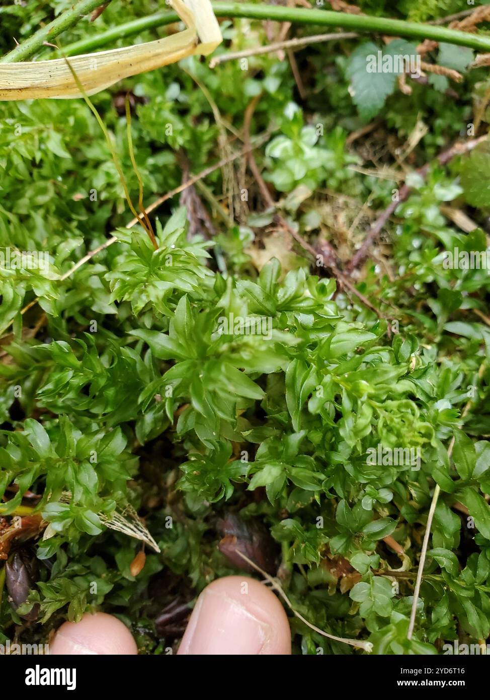 Badge Moss (Plagiomnium insigne Stock Photo - Alamy