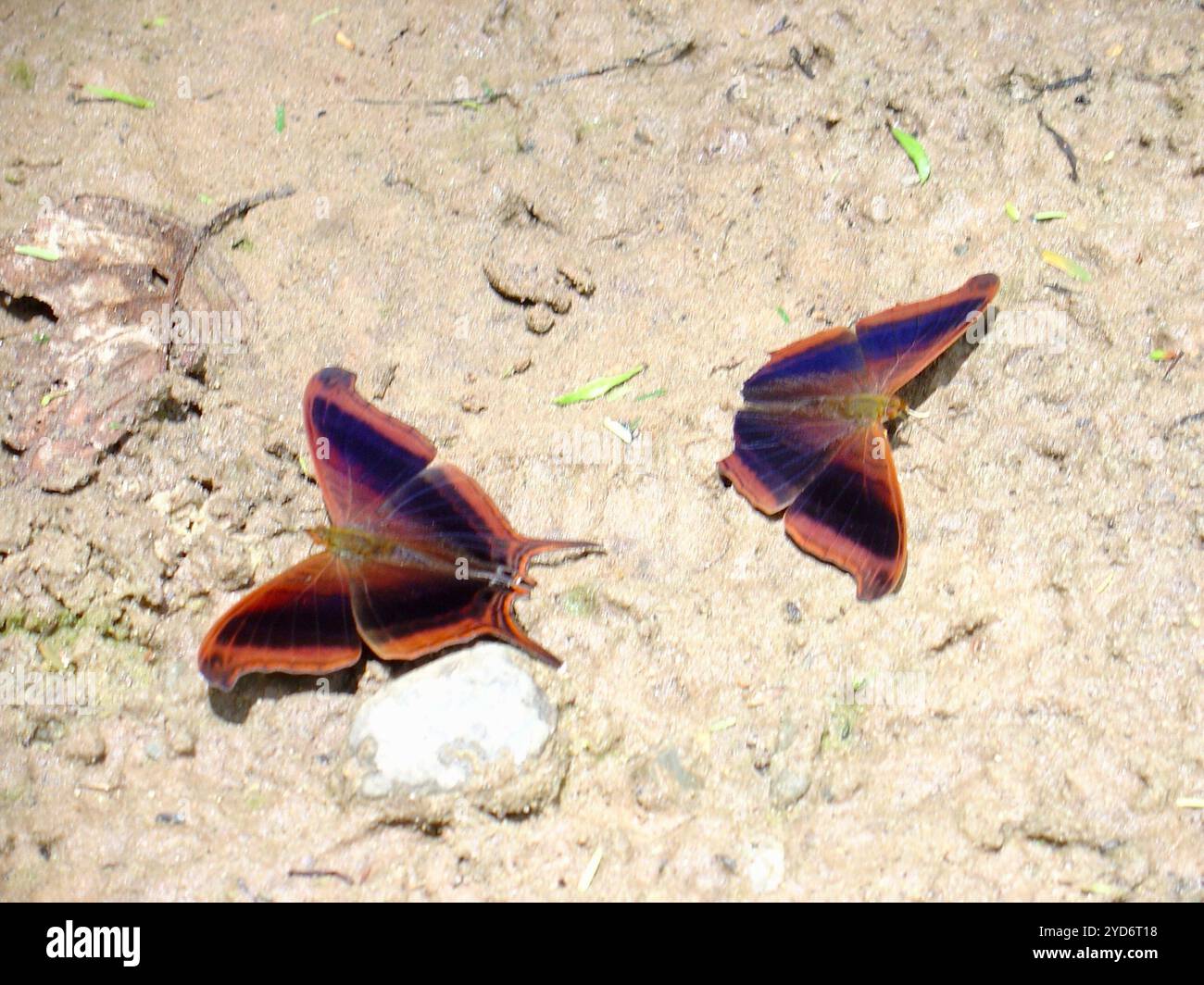 Waiter Daggerwing (Marpesia zerynthia Stock Photo - Alamy