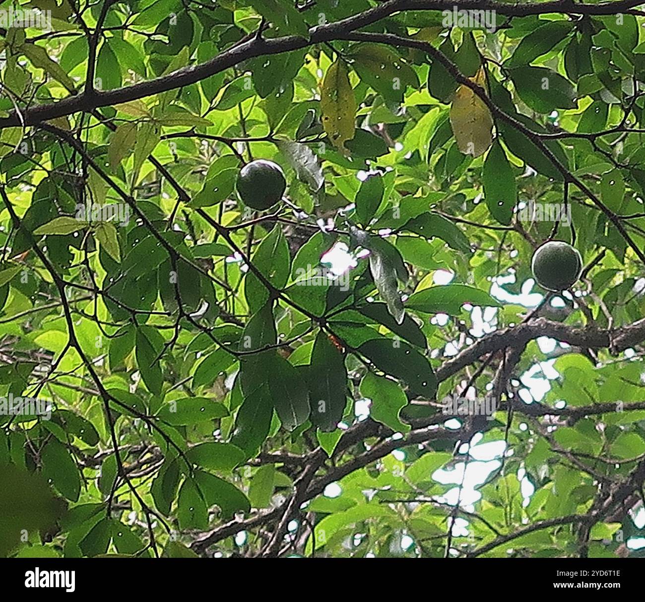 Wild Gardenia (Rothmannia capensis Stock Photo - Alamy