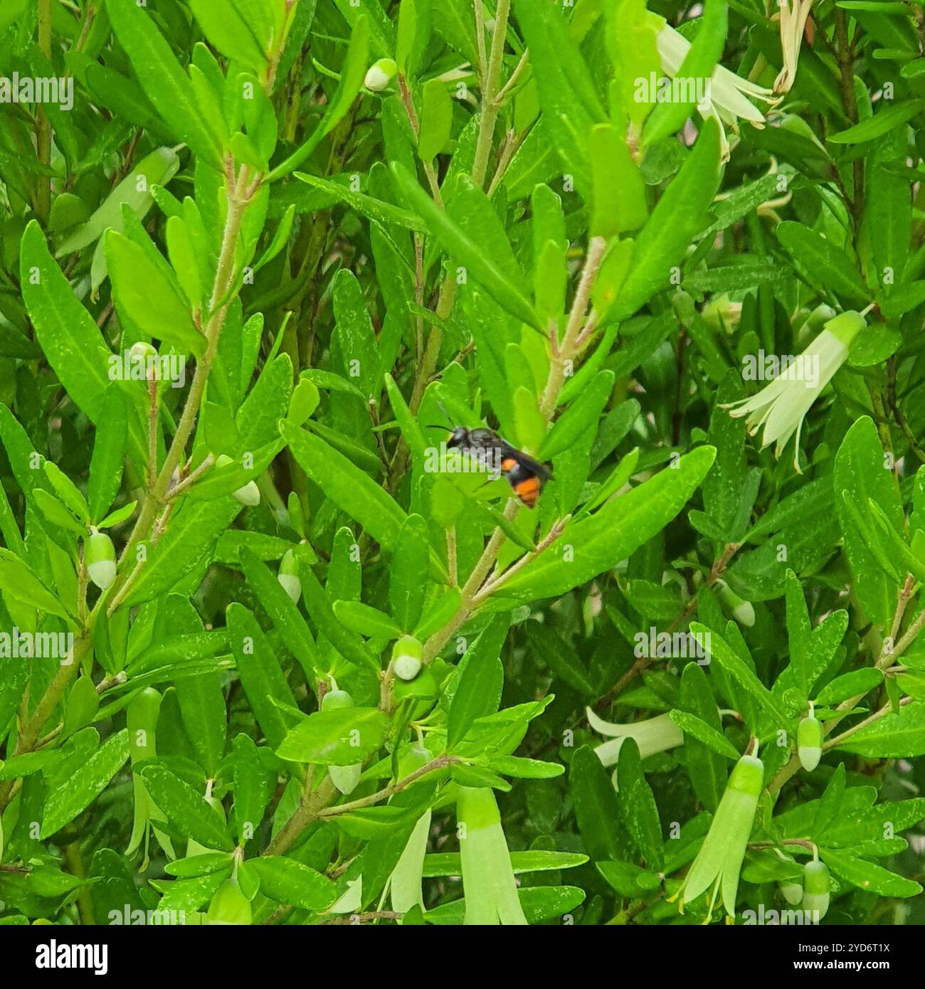 Common Wasp-mimic Bee (Hyleoides concinna Stock Photo - Alamy
