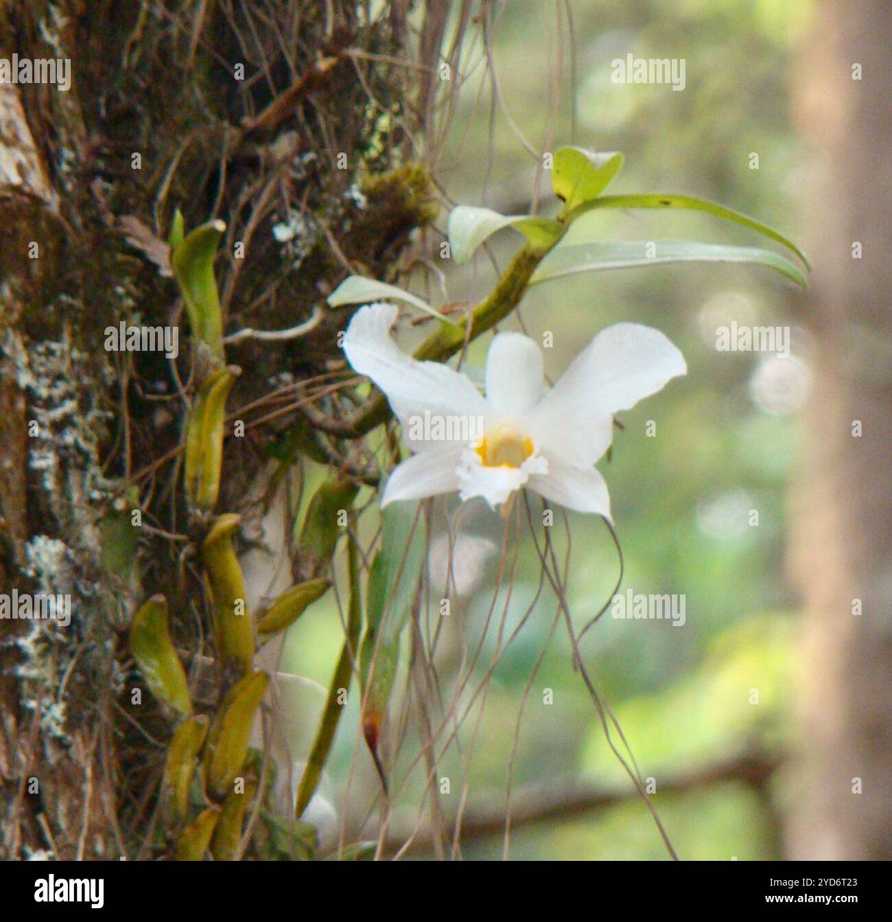 Dendrobium infundibulum hi-res stock photography and images - Alamy