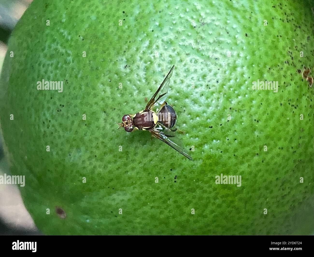Queensland Fruit Fly (Bactrocera tryoni Stock Photo - Alamy