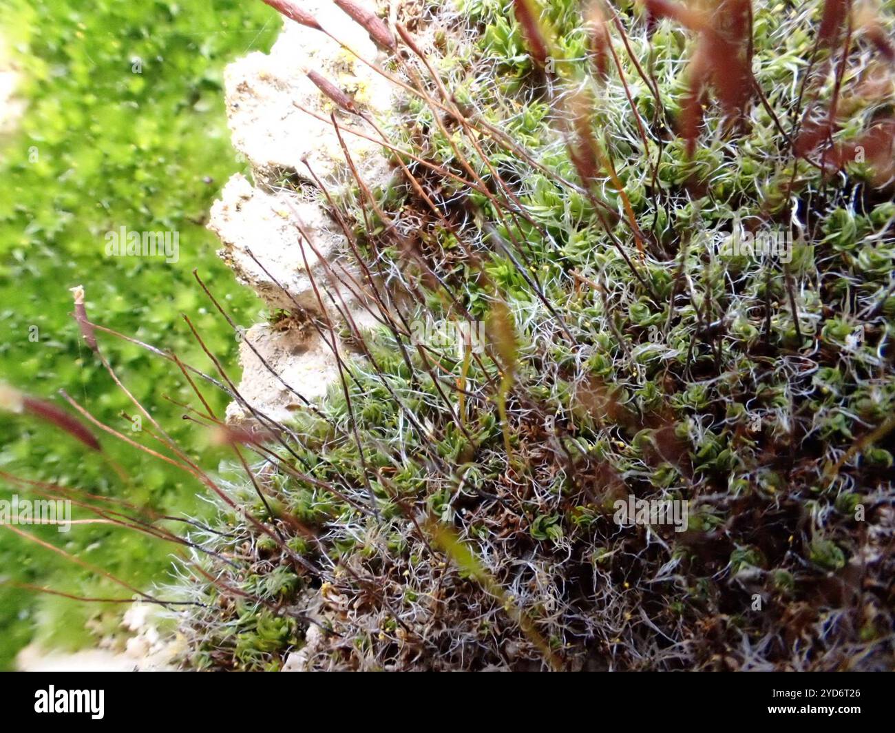 Common wall-screw moss (Tortula muralis muralis Stock Photo - Alamy