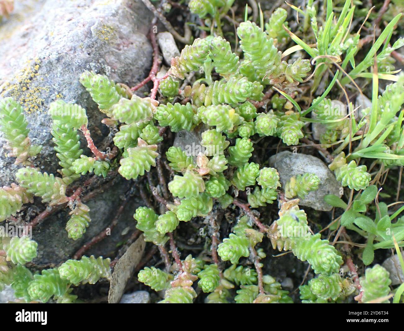 Biting Stonecrop (Sedum acre Stock Photo - Alamy