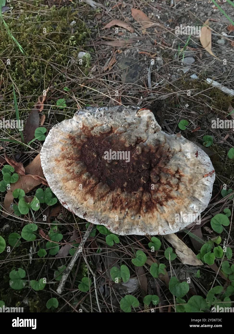 red-staining stalked polypore (Sanguinoderma rude Stock Photo - Alamy
