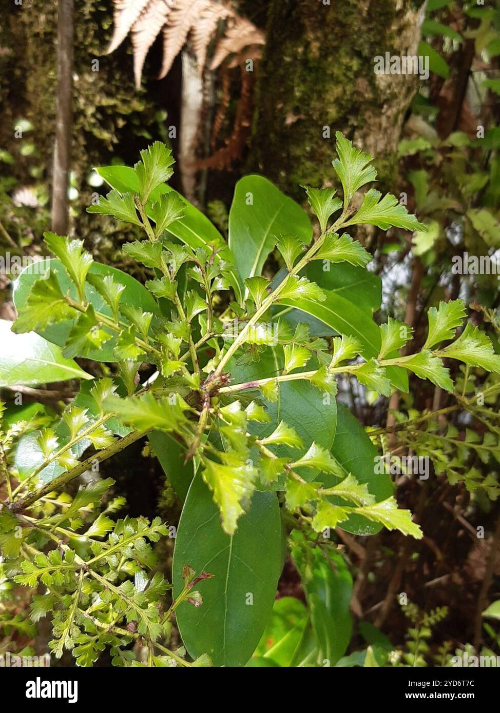 celery pine (Phyllocladus trichomanoides Stock Photo - Alamy