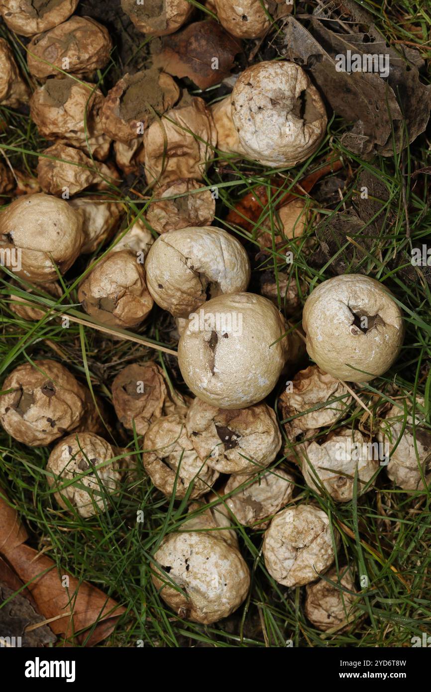 Pear-shaped Puffball (Apioperdon pyriforme Stock Photo - Alamy