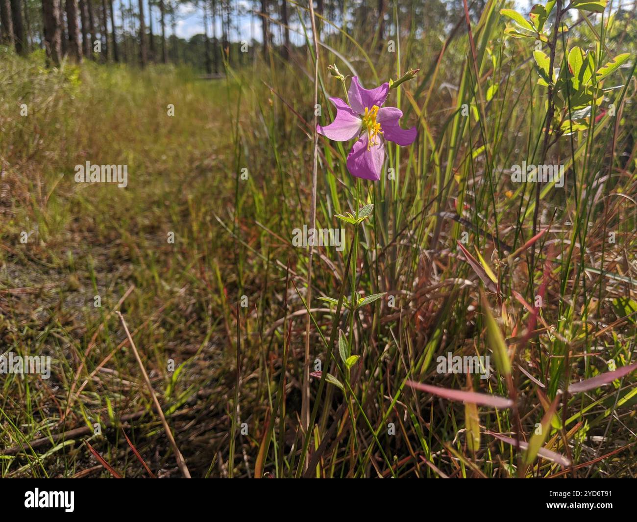 Maid Marian (Rhexia nashii Stock Photo - Alamy