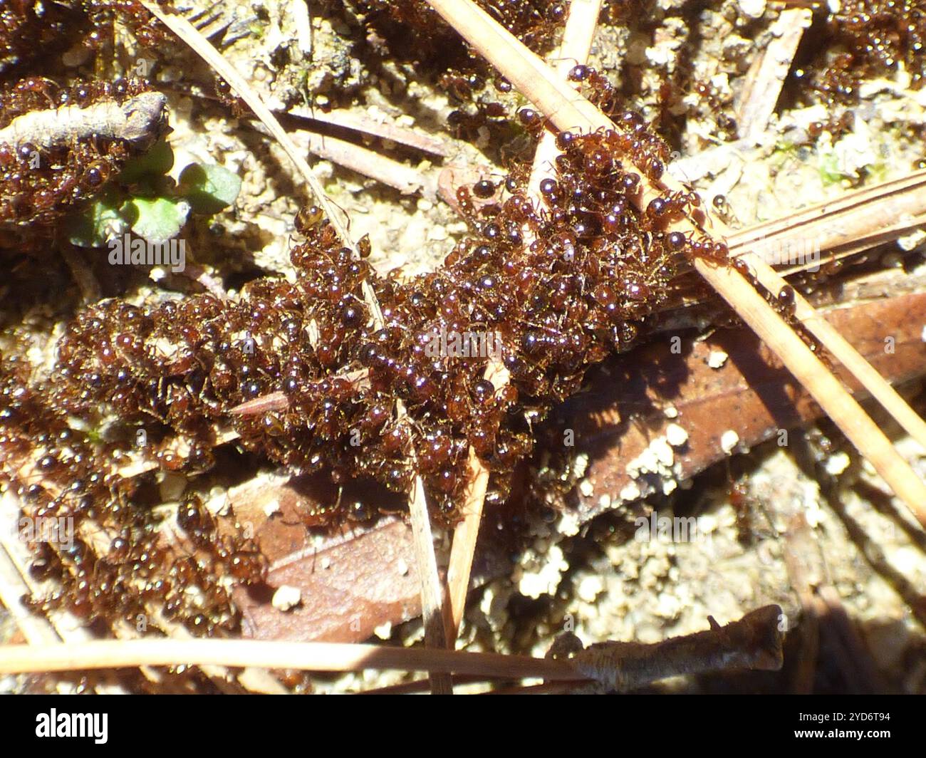 Red Imported Fire Ant (Solenopsis invicta Stock Photo - Alamy