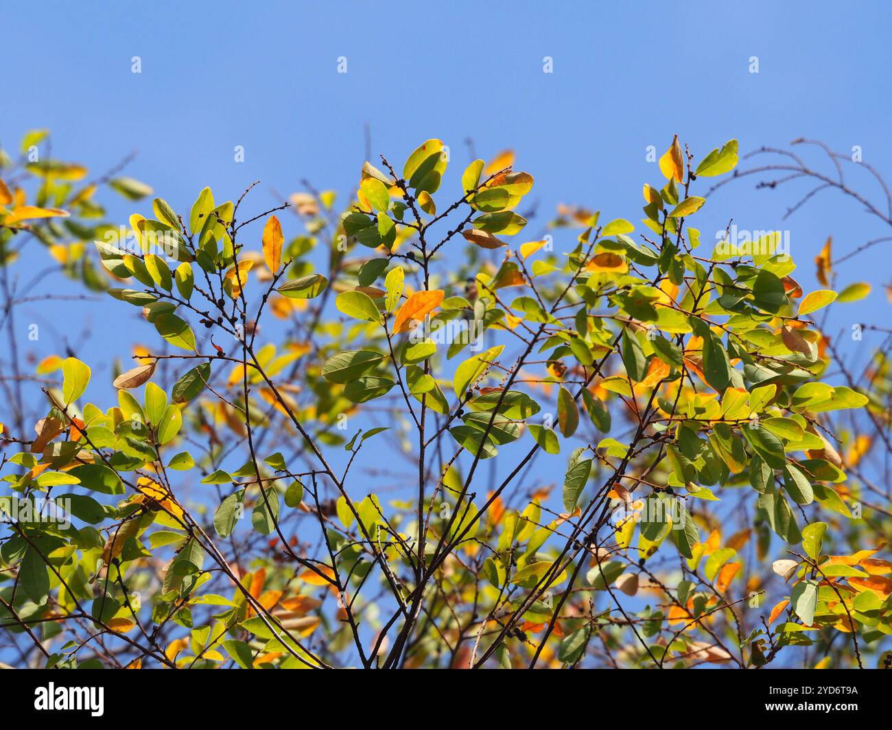 Pop-gun Seed (Bridelia tomentosa Stock Photo - Alamy