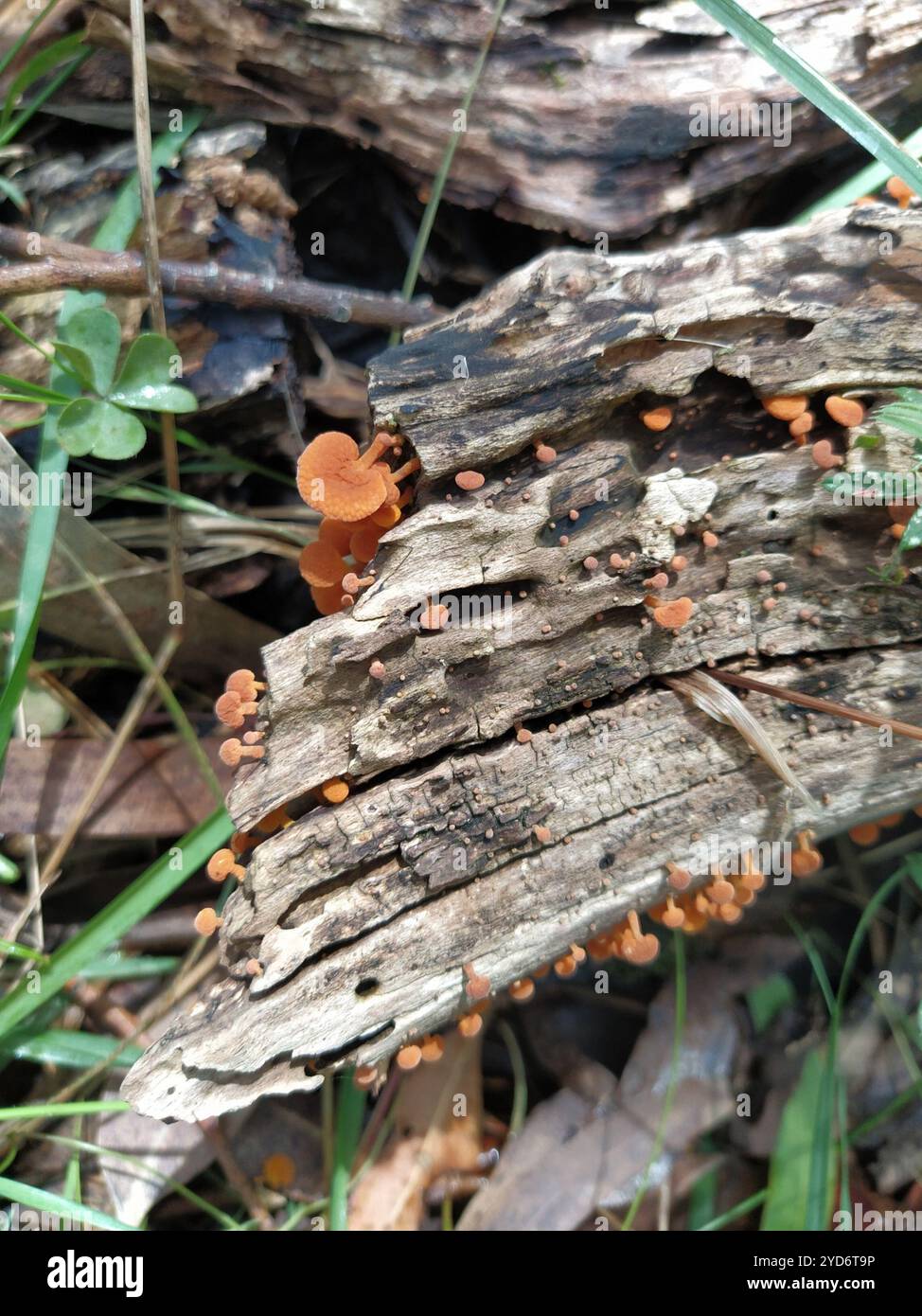 orange pore fungus (Favolaschia claudopus Stock Photo - Alamy