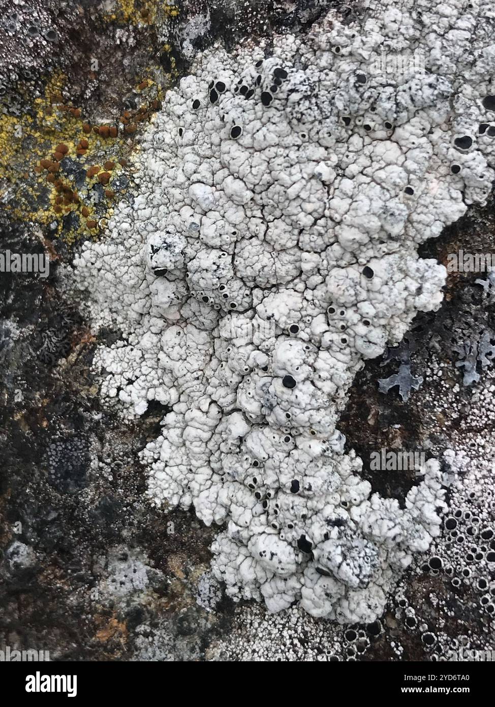 rim lichens, disc lichens, and allies (Lecanoraceae Stock Photo - Alamy