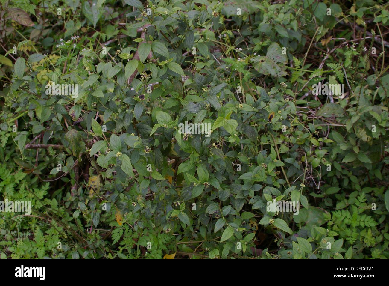 borage family (Boraginaceae Stock Photo - Alamy