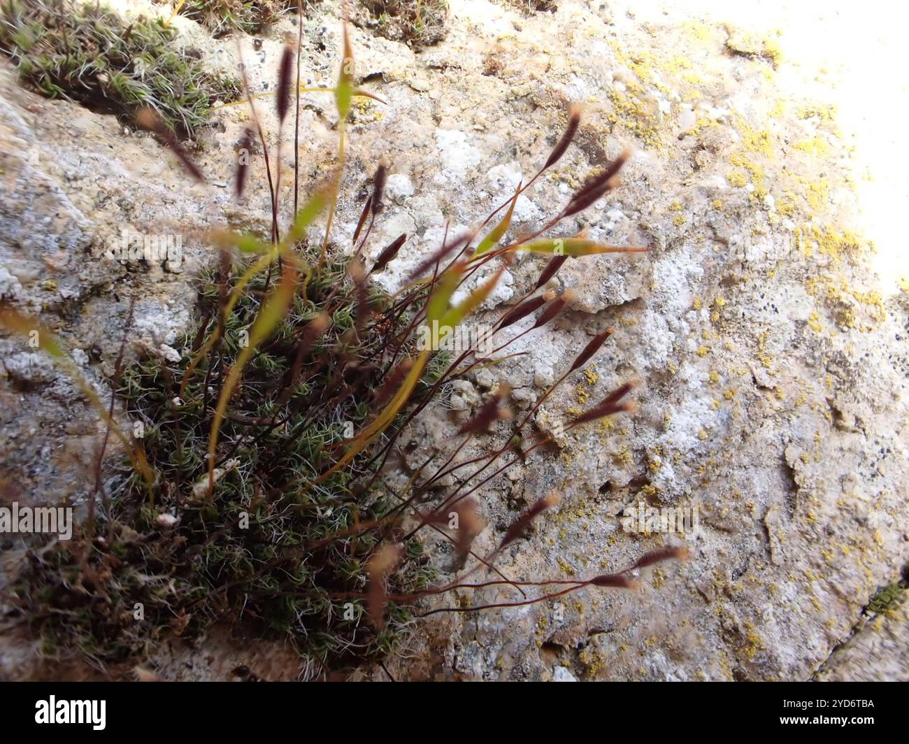Common wall-screw moss (Tortula muralis muralis Stock Photo - Alamy