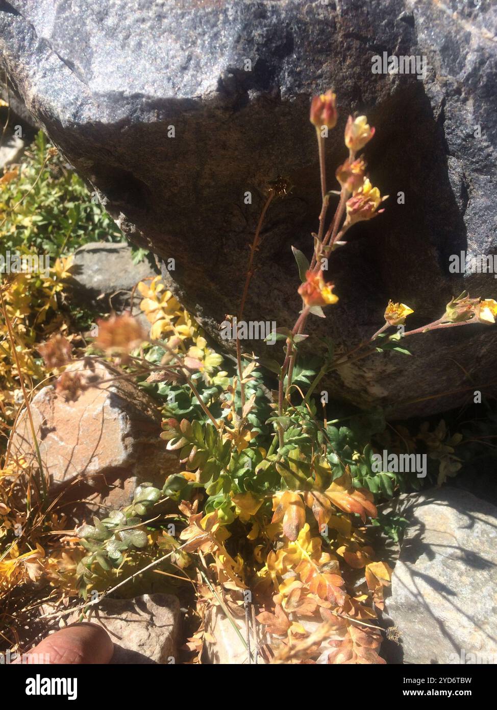 Ross' Avens (Geum rossii Stock Photo - Alamy