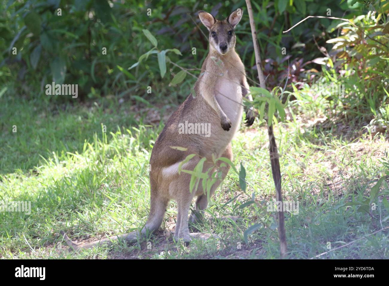 Agile Wallaby (Notamacropus agilis Stock Photo - Alamy