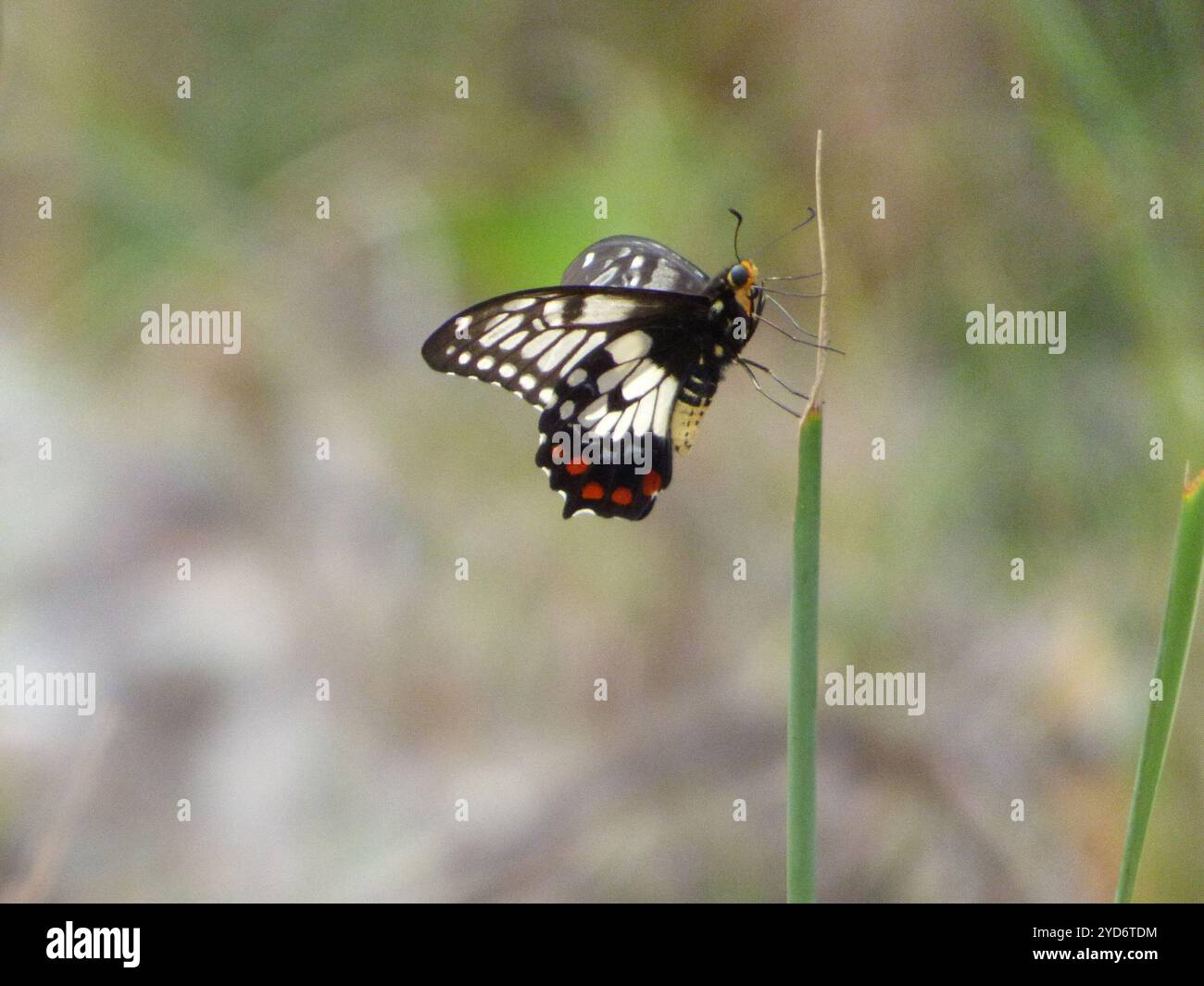 Dainty Swallowtail (Papilio anactus Stock Photo - Alamy