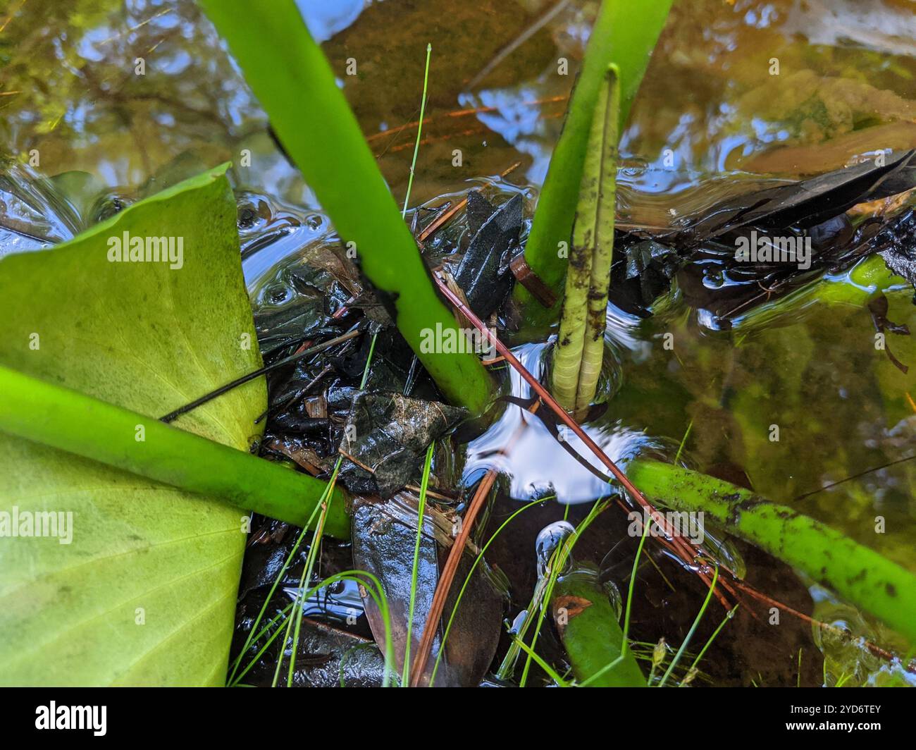 spatterdock (Nuphar advena Stock Photo - Alamy