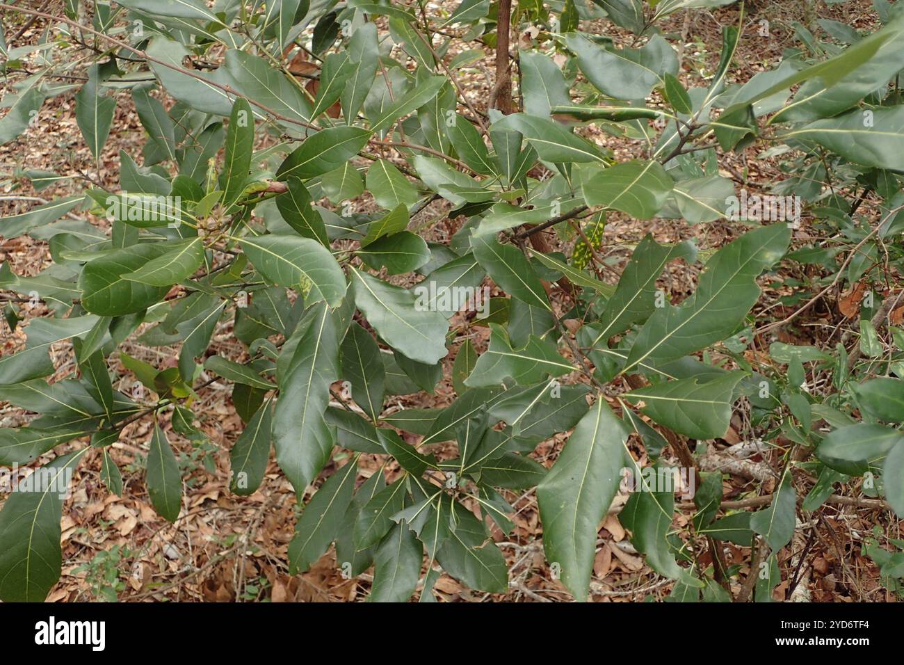 Persea borbonia hi-res stock photography and images - Alamy