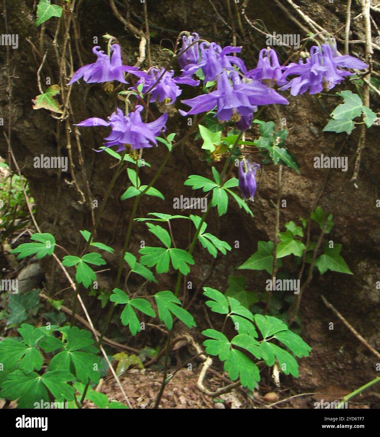 common columbine (Aquilegia vulgaris Stock Photo - Alamy