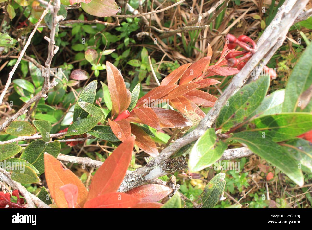 tropical blueberry (Macleania rupestris Stock Photo - Alamy