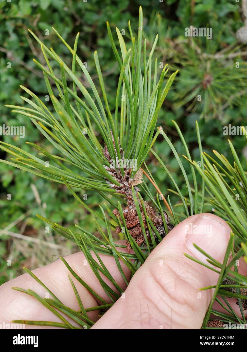 Shore Pine (Pinus contorta contorta Stock Photo - Alamy