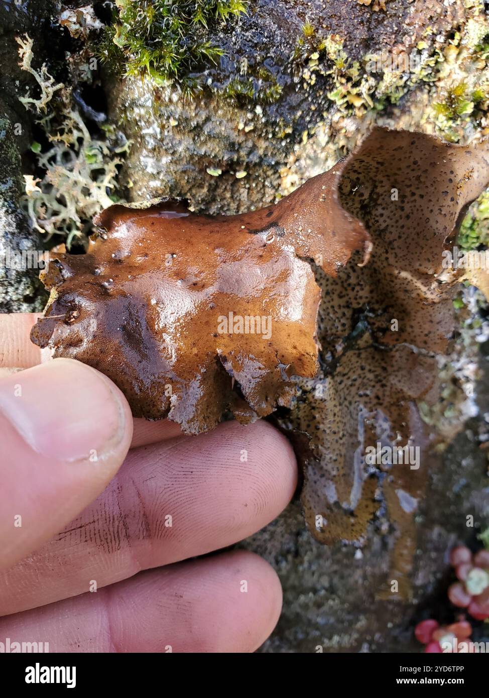 Emery Rocktripe Lichen (Umbilicaria phaea Stock Photo - Alamy