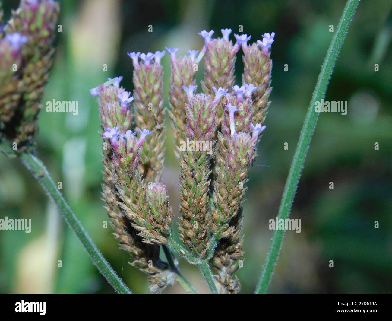 purpletop vervain (Verbena bonariensis Stock Photo - Alamy