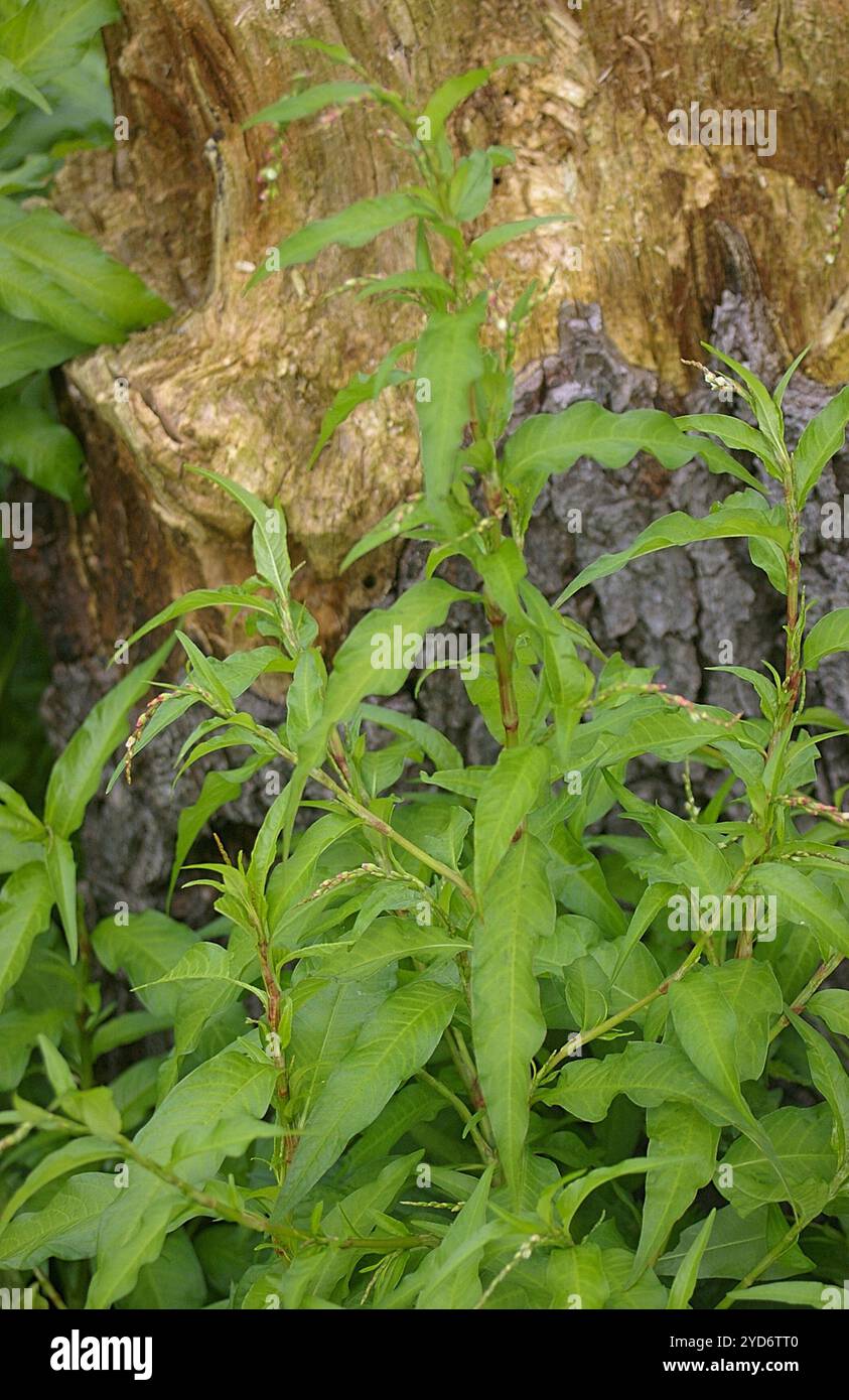 waterpepper (Persicaria hydropiper Stock Photo - Alamy