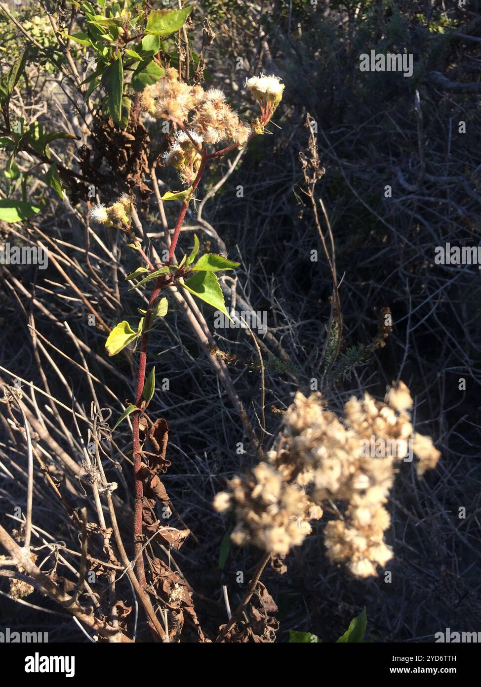 Crofton Weed (Ageratina adenophora Stock Photo - Alamy