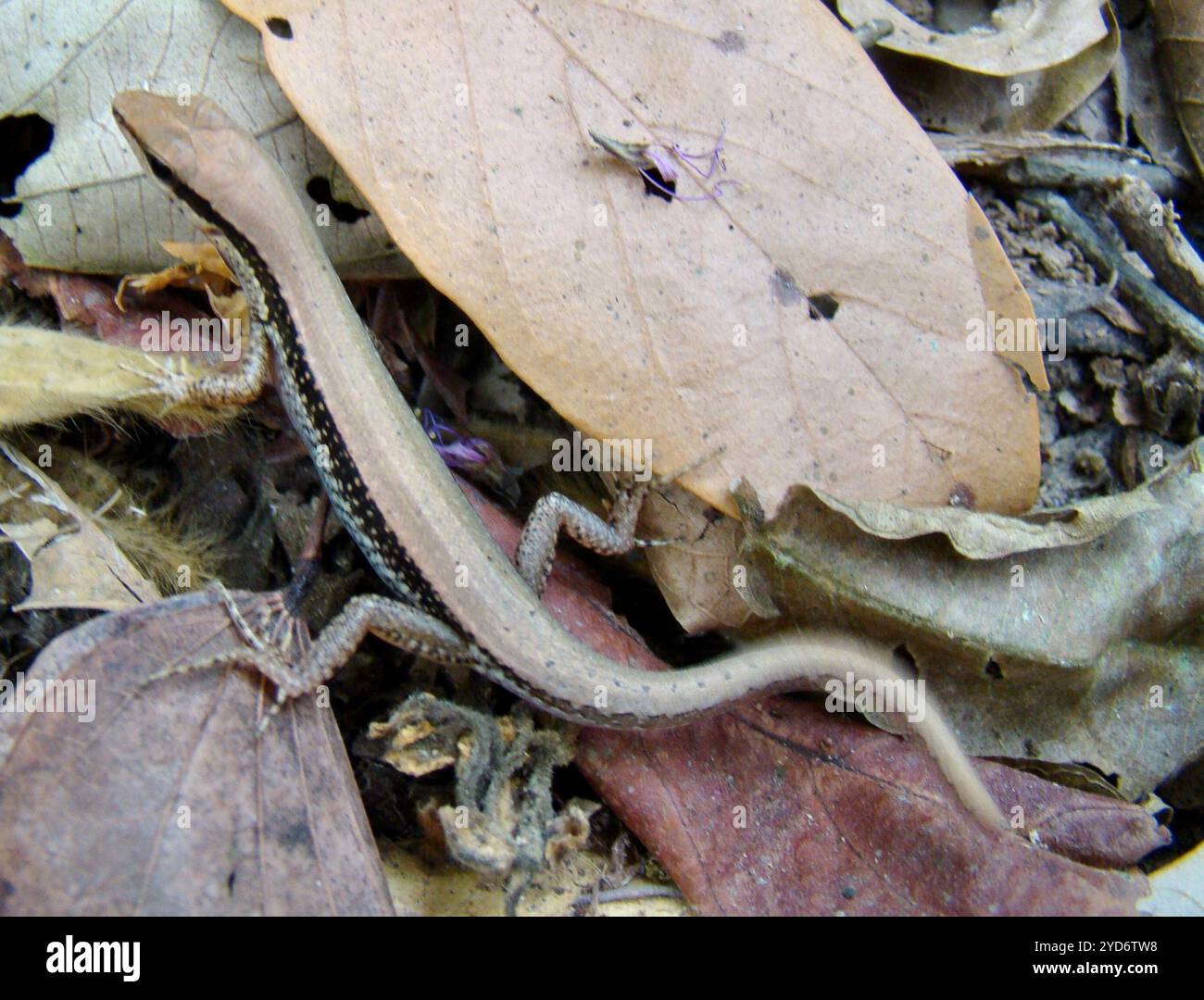 Spotted Forest Skink (Sphenomorphus maculatus Stock Photo - Alamy