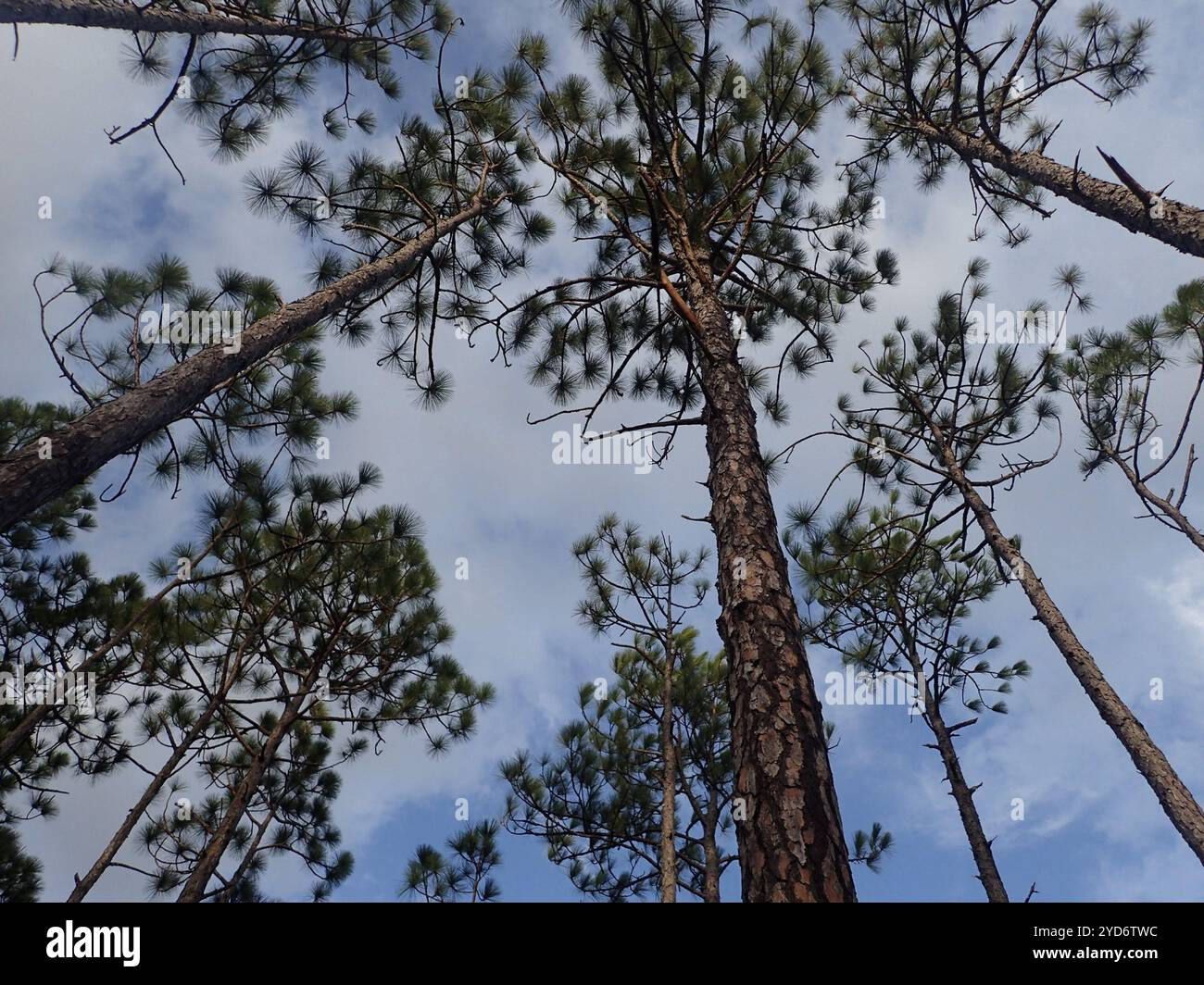 longleaf pine (Pinus palustris Stock Photo - Alamy