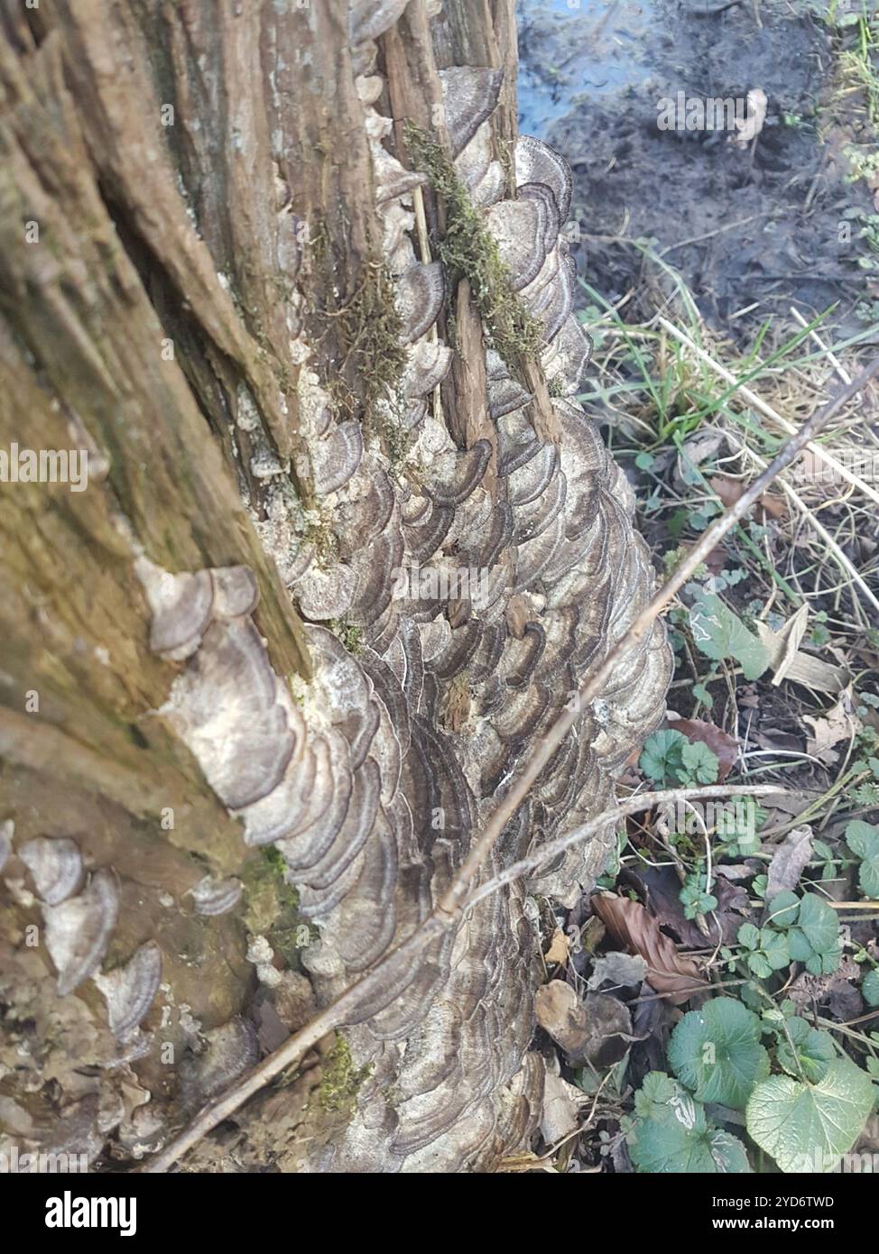 Smoky polypore (Bjerkandera adusta Stock Photo - Alamy