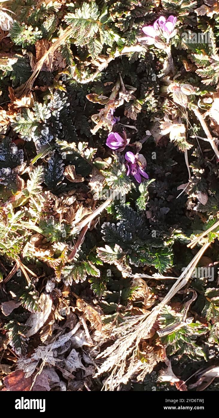 Redstem Stork's-bill (Erodium cicutarium Stock Photo - Alamy