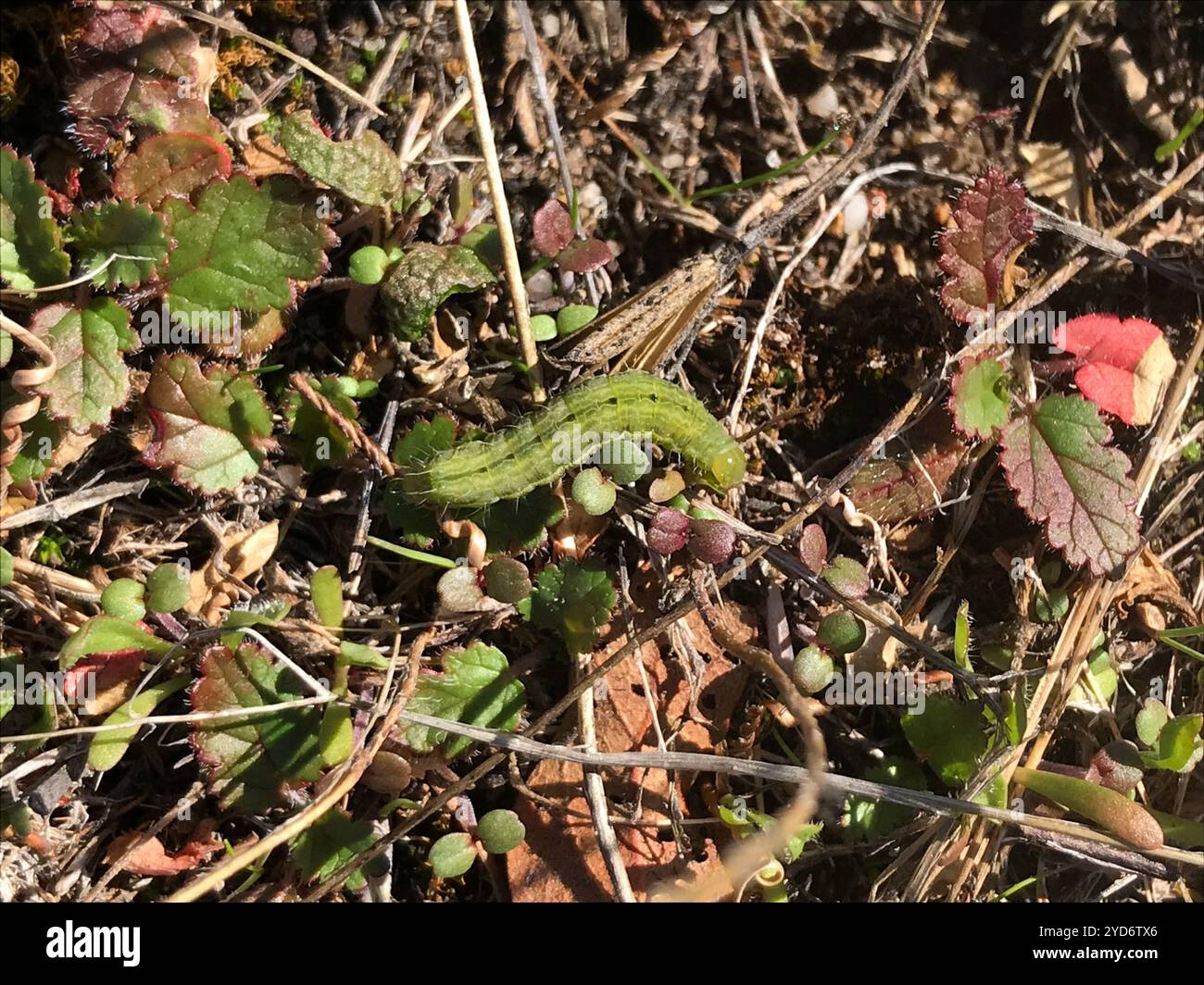Plusiine Looper Moths (Plusiinae Stock Photo - Alamy