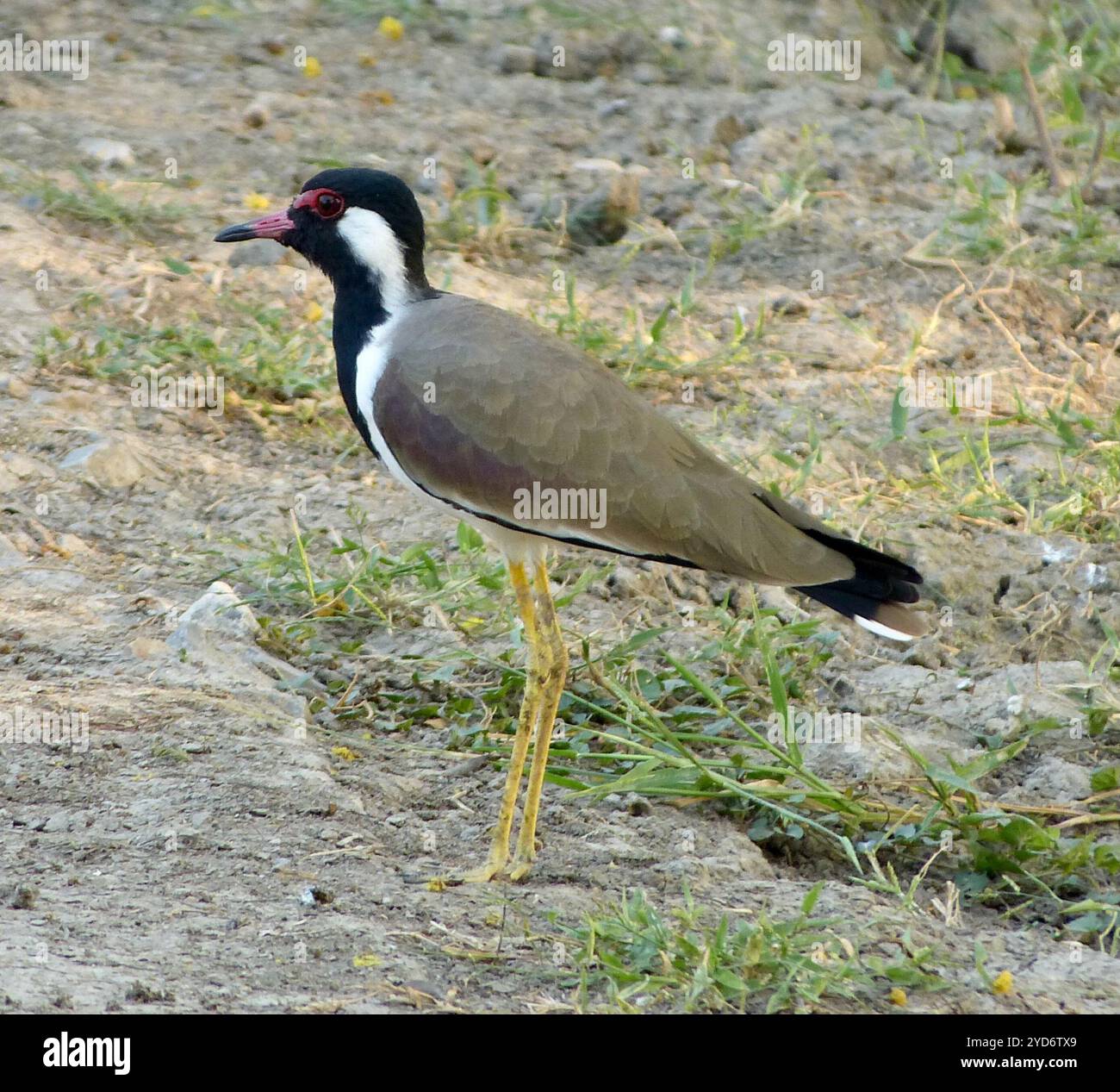 Red-wattled Lapwing (Vanellus indicus Stock Photo - Alamy