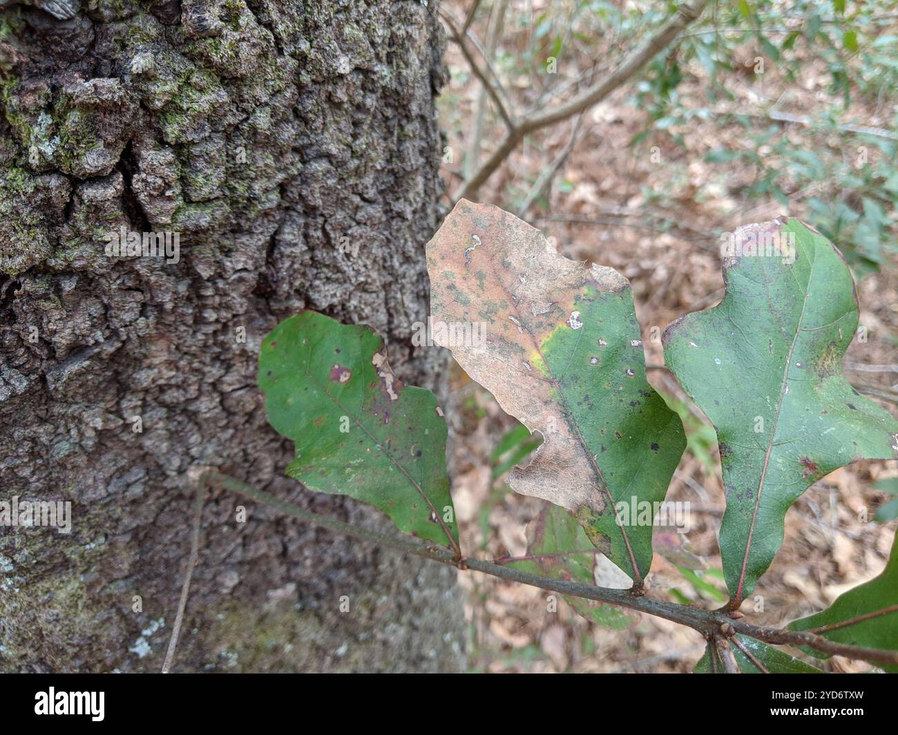 water oak (Quercus nigra Stock Photo - Alamy