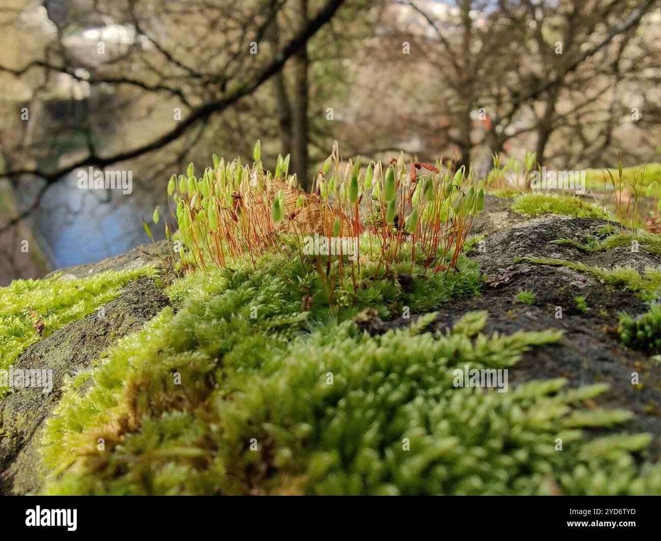 Capillary Thread-moss (Ptychostomum capillare Stock Photo - Alamy