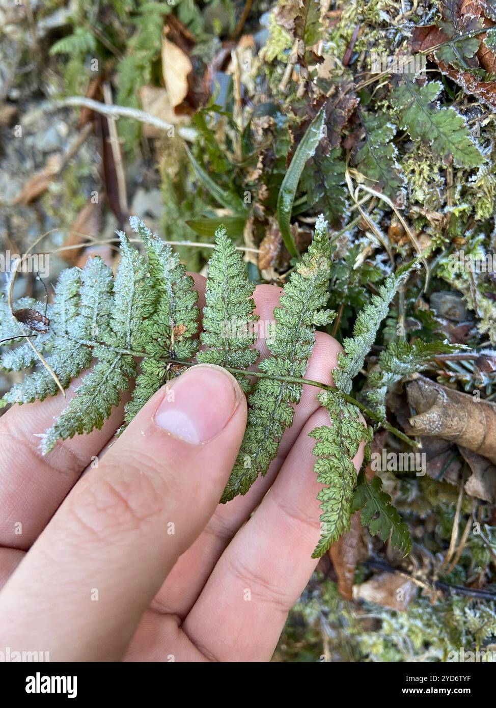 intermediate wood fern (Dryopteris intermedia Stock Photo - Alamy