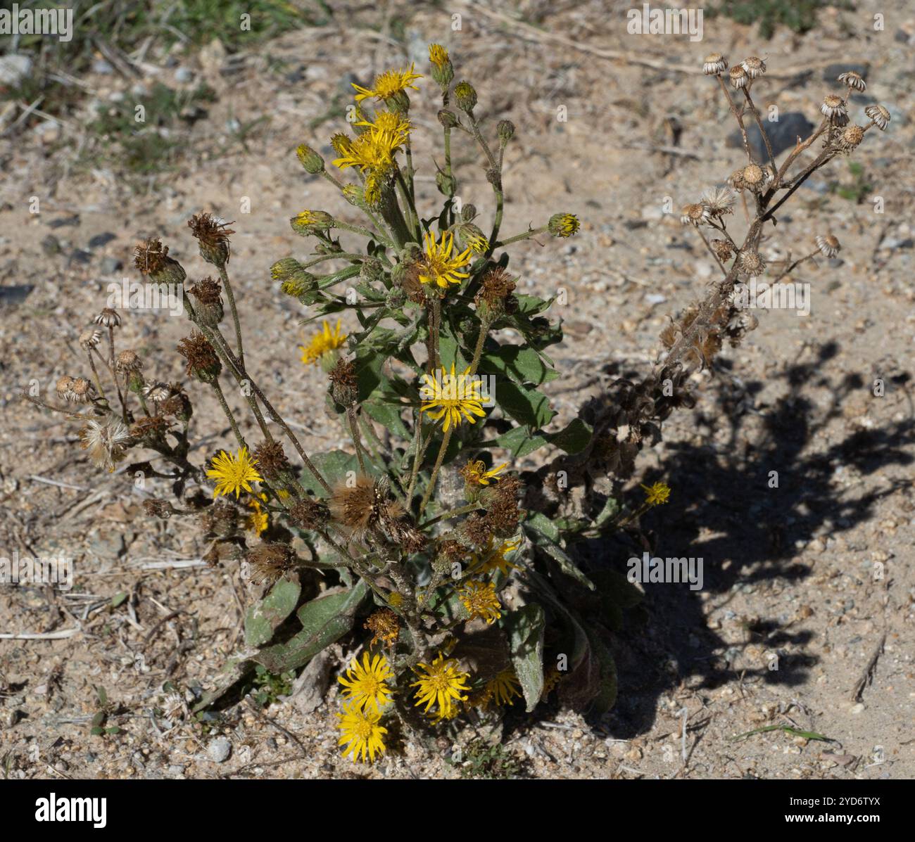 Telegraphweed (Heterotheca grandiflora Stock Photo - Alamy