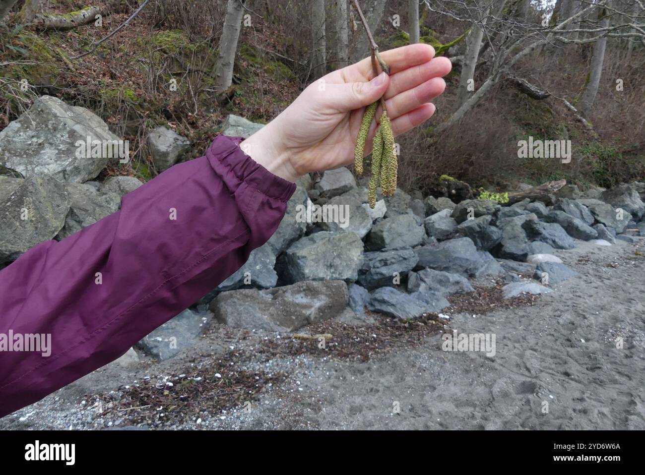 Red Alder (Alnus rubra Stock Photo - Alamy