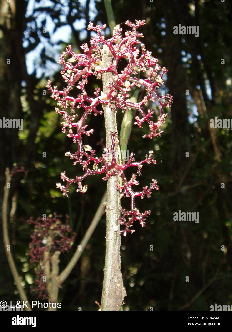 Scratchbush (Urera baccifera Stock Photo - Alamy