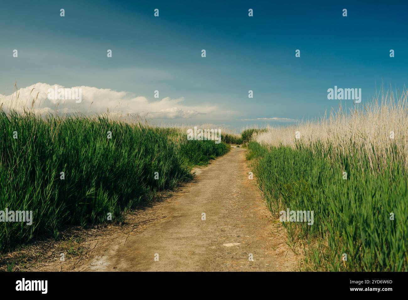 Long grass reeds growing hi-res stock photography and images - Alamy